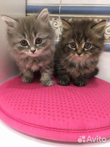 Сибирские красавцы