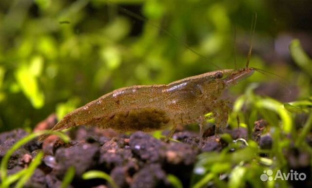 Креветки вишни