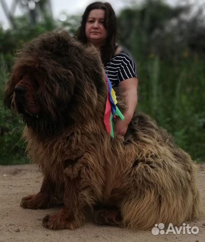 Тибетский мастиф китай крови