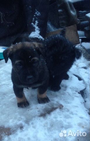 Песик мальчик