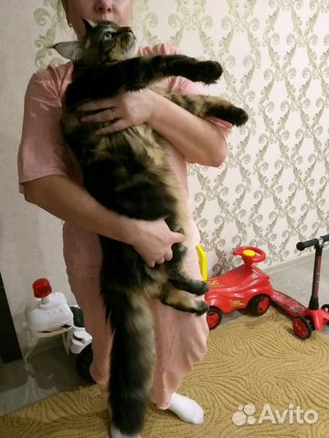 Мейн-Кун мальчик Ян приглашает подружку, привит, п