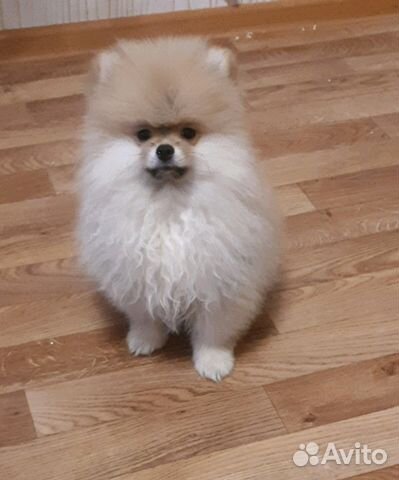 Щенки немецкого малого шпитца