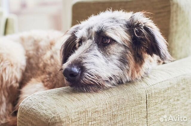 Маня очень ищет дом