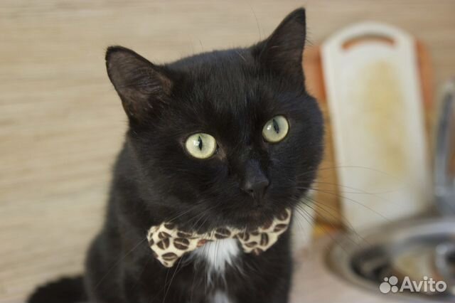 Кот Коффи