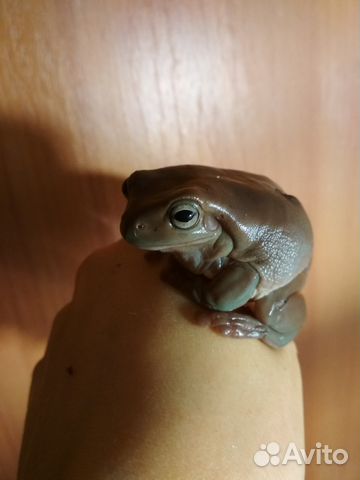 Австралийская квакша