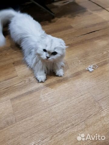 Шиншила ищет кота