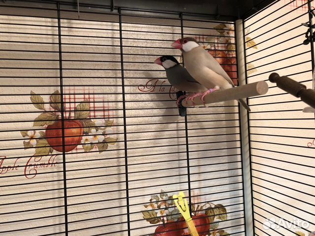 Рисовая амадина, рисовка