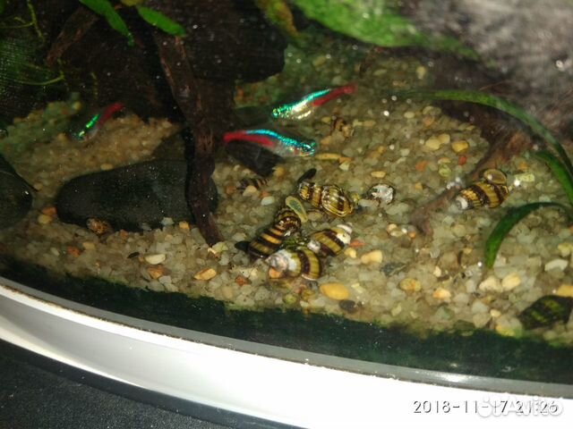 Улитки Хелены