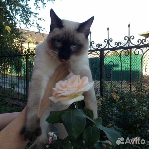 Кот породы меконгский бобтейл