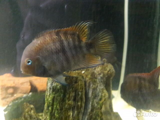 Цихлазома седжика