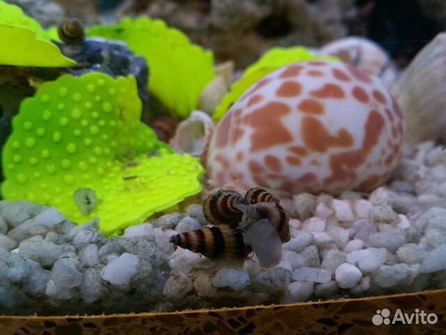 Улитка-улиткоед Хелена (Helena)