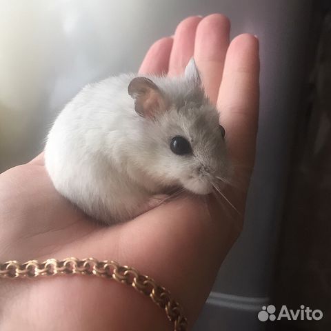 Хомячок