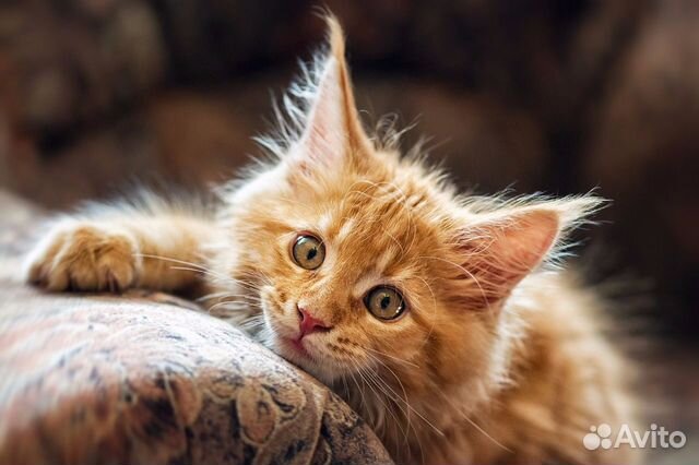 Очаровательные кунята