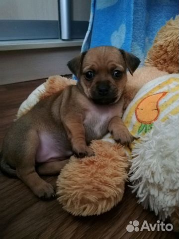 Щенок чихуахуа девочка
