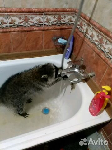 Енот полоскун