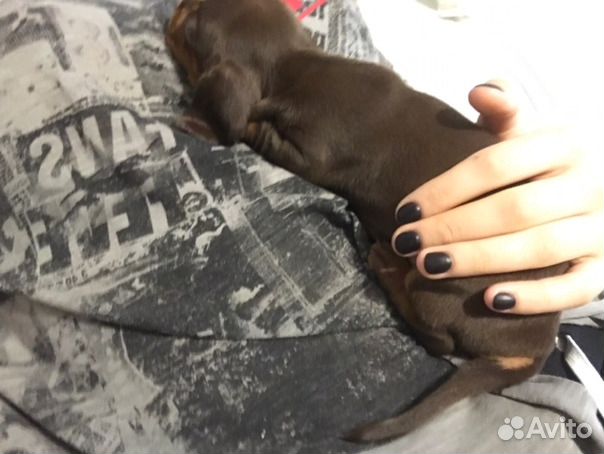 Щенок таксы