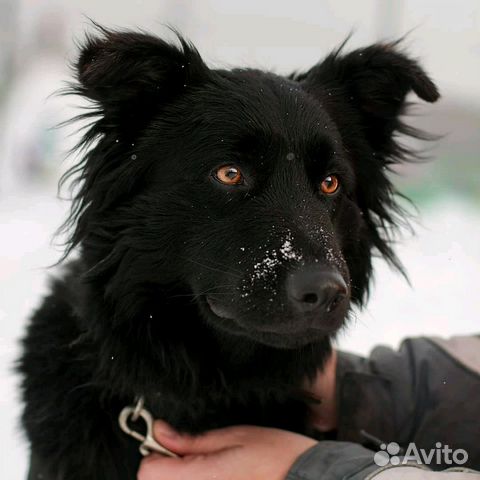 Пёс в добрые руки