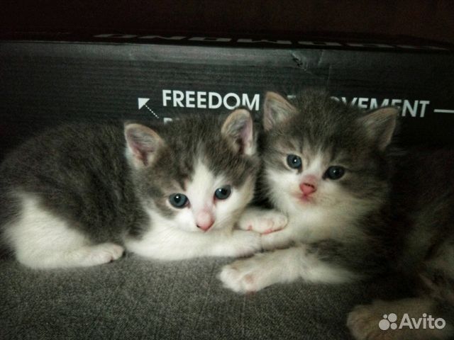 Котята в добрые руки