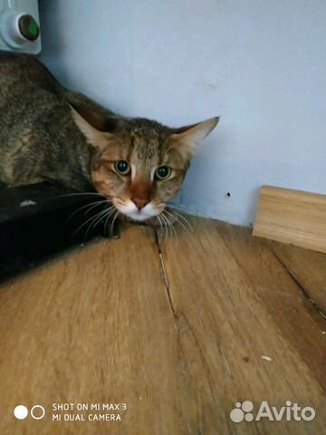 Кот бесплатно чаузи ф1