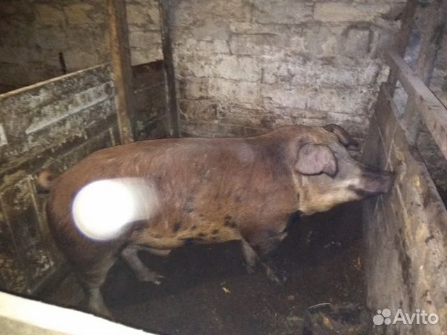 Продается хряк на племя