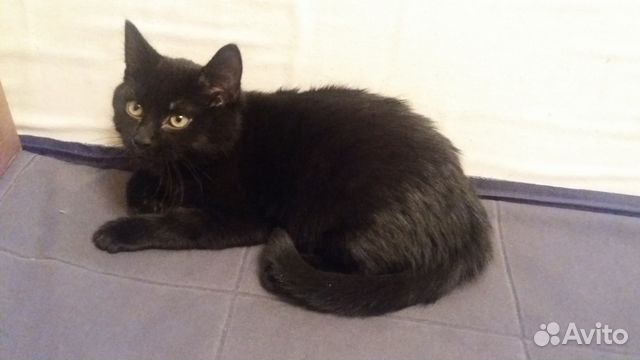 Чёрный котик в добрые руки
