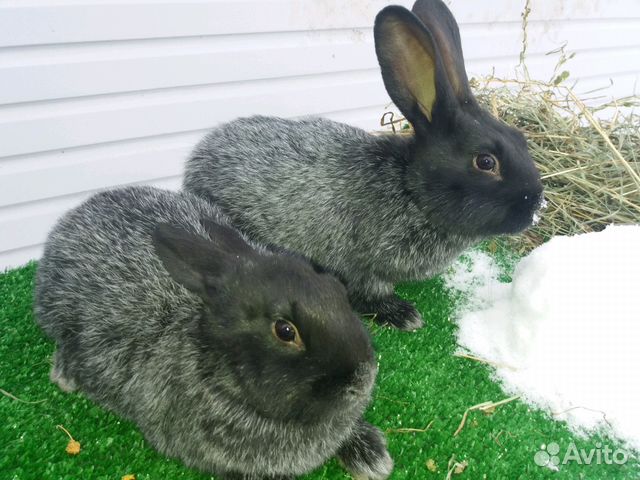 Кролики породы Серебристый(Полтавское серебро)
