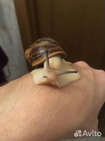 Улитка Архахатина