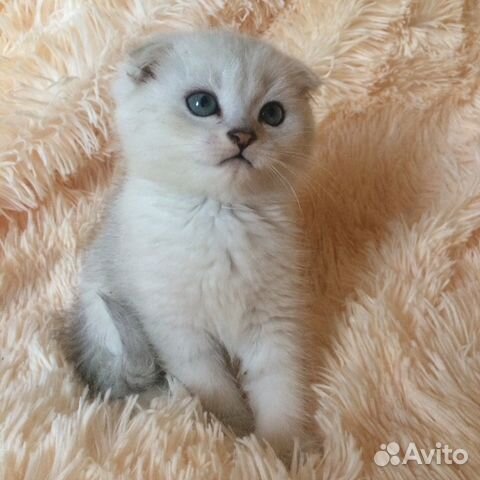 Шотландская