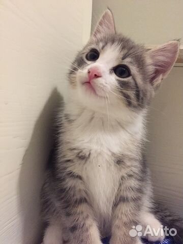 Лучшие в мире котята