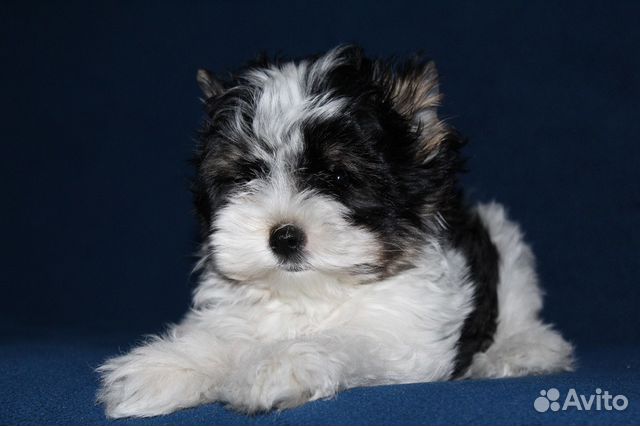 Мальчик Тим