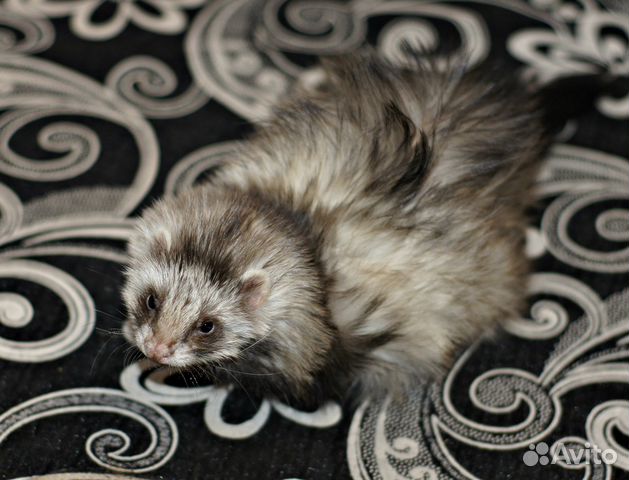 Щенки хорька