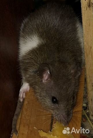 Мышонок Отдадим даром