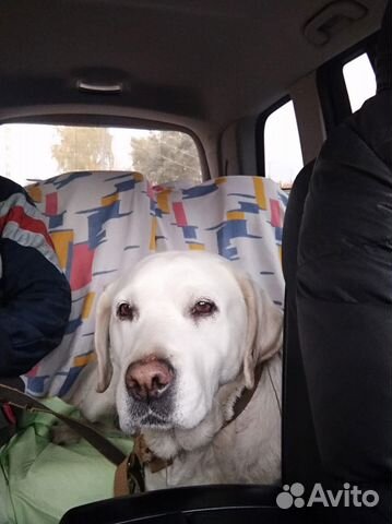 Девочка лабрадор ищет семью