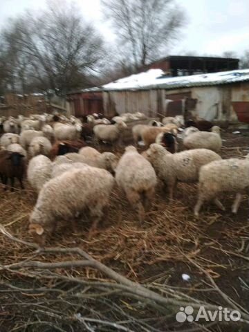 Овцы