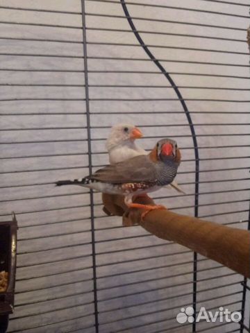 Пара амадинов