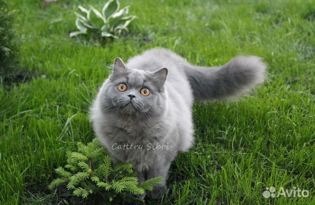 Британская дш девочка в добрые руки