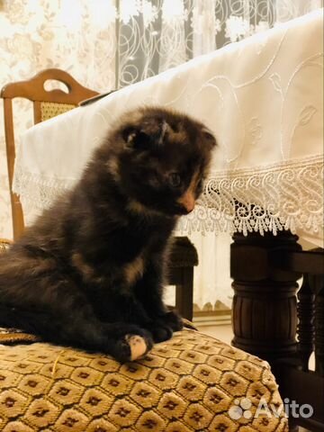 Девочка- котенок