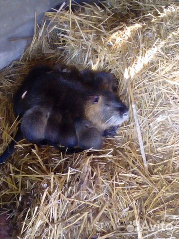 Нутрия беременная