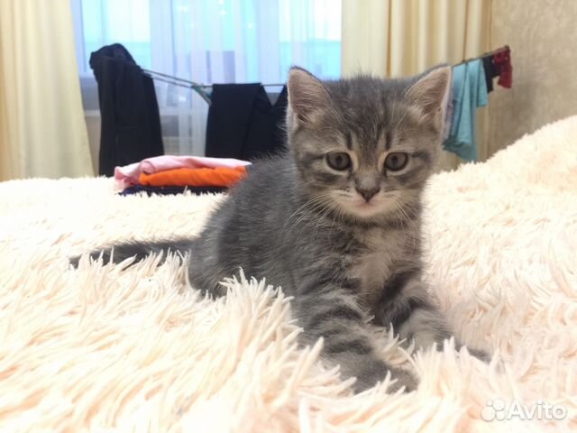 Котёнок девочка скоттиш фолд