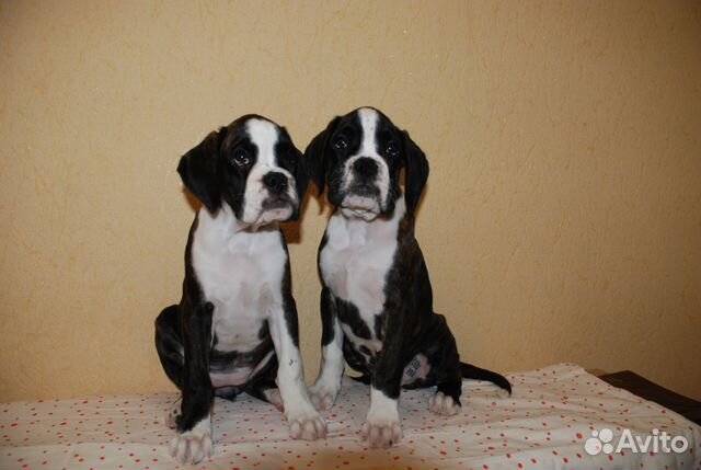 Щенки тигрята