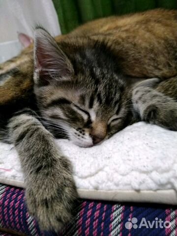 Котёнок Ева