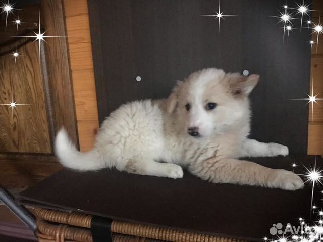 Берта красавица в дар