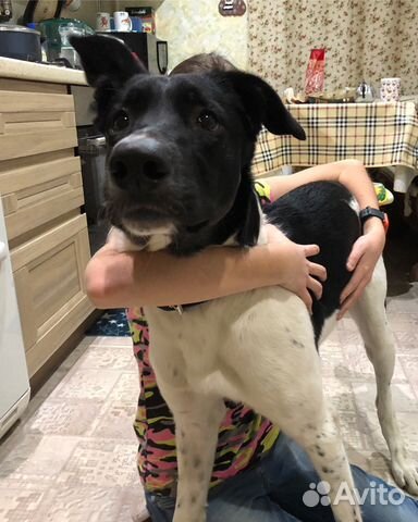 Бим ищет любящую семью