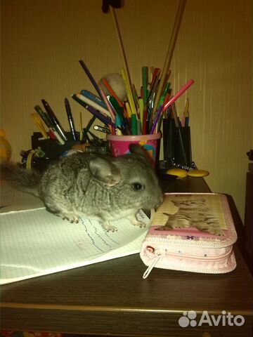 Шиншилла мальчик