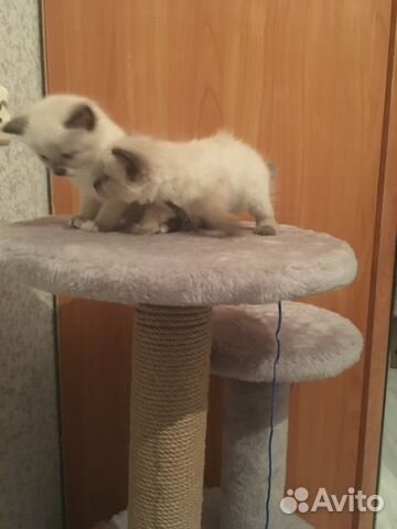 Сиамские котята