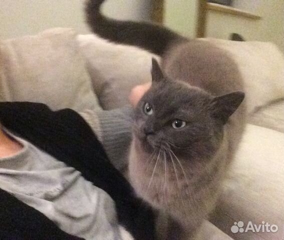 Отдам породистую кошечку