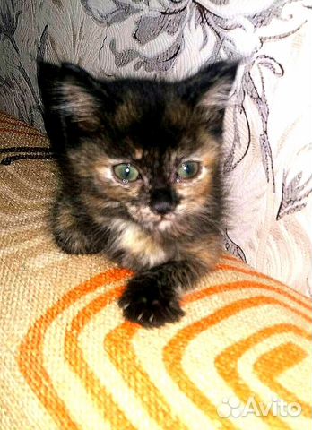 Зеленоглазая фея, кошечка два месяца