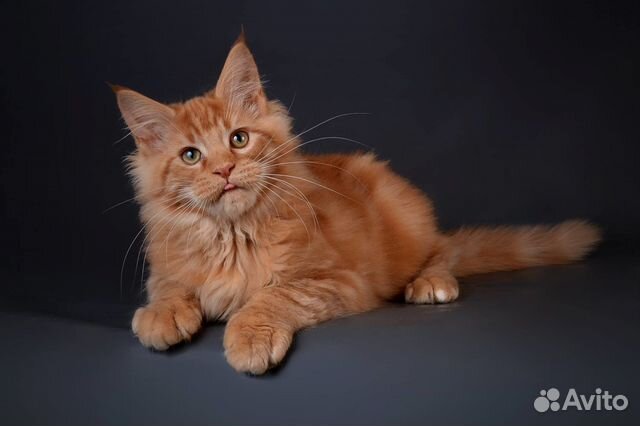 Мэйн Кун шикарные котики