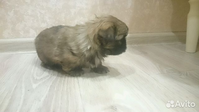 Пекинесы
