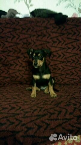 Карликовый пинчер 4мес